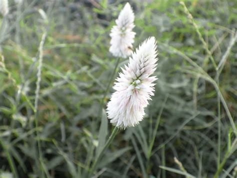Silver Cockscomb Dont Hold Your Breath