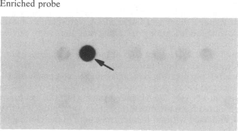 Screening Cdna Clones By Differential Hybridization Recombinant