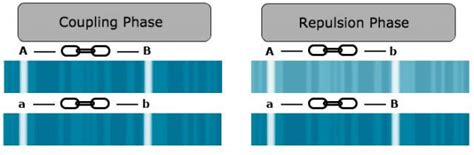 Chapter 5 Linkage Crop Genetics