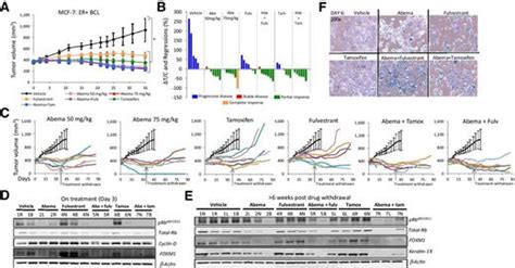 Preclinical Activity Of Abemaciclib Alone Or In Combination With
