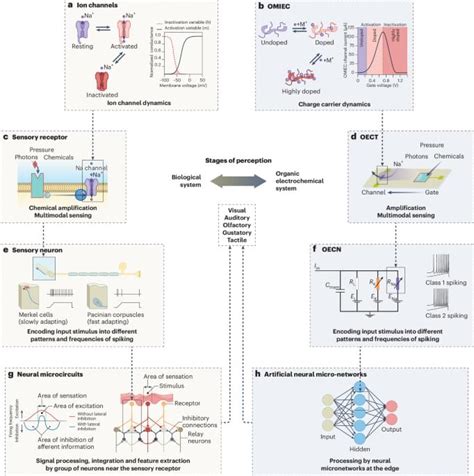 Organic Electrochemical Neurons For Neuromorphic Perception Lifeboat News The Blog