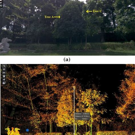 a b dbh and c height measurement for a standalone tree download