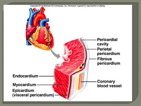 Ppt What Is The Cardiovascular System The Heart Is A Double Pump