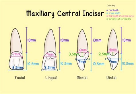 Incisors My Dental Key