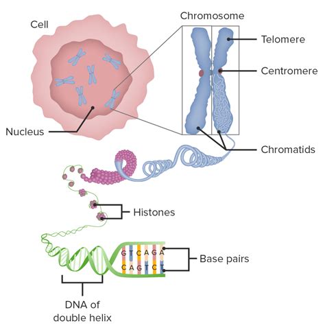Basic Terms Of Genetics Concise Medical Knowledge
