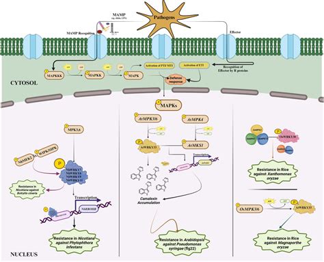 Regulation Of Wrky Tfs By Kinases In Multiple Stress Responses During