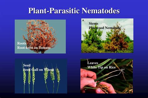 Ppt Management Of The Reniform Nematode In Cotton Powerpoint