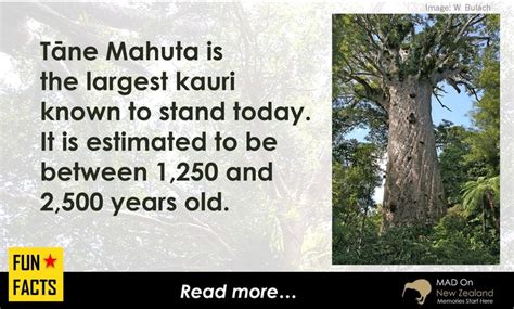 Tane Mahuta The Largest Kauri Tree In New Zealand