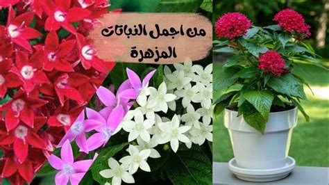 كيف اهتم بنبات البنتاس النجمة المصريه بنتاس لانسولاتا😍اكثار ورعاية نبات البنتاس Youtube