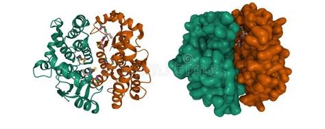 Pdb 1pkw Stock Illustrations 1 Pdb 1pkw Stock Illustrations Vectors