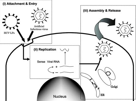 A Cartoon Depicting The Hcv Life Cycle I Cell Attachment And Entry Download Scientific