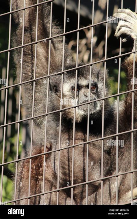Gibon Hi Res Stock Photography And Images Alamy