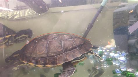 Shell Disease R Turtle