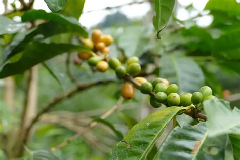 Kaffee In Eritrea Eine Kaffeezeremonie Einigt Das Land Dein Kaffee