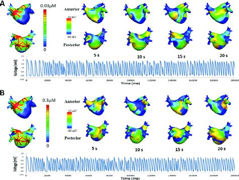 The Pattern Of Wave Dynamics Pattern In An Octopus Hypothesisbased
