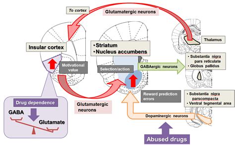 Roots Of Risky Decisions In Drug Dependence Atlas Of Science