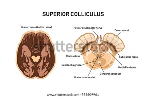 Superior Colliculus Midbrain Anatomy Vector Illustration Stock Vector Royalty Free 795609961