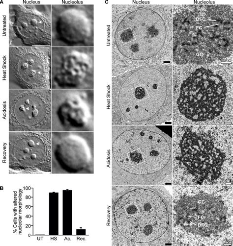 The Nucleolus Responds Structurally To Environmental Stimuli A Dic