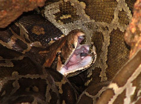 Python Bivittatus