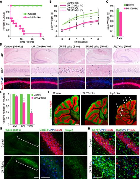 Sec16a Gene Semantic Scholar