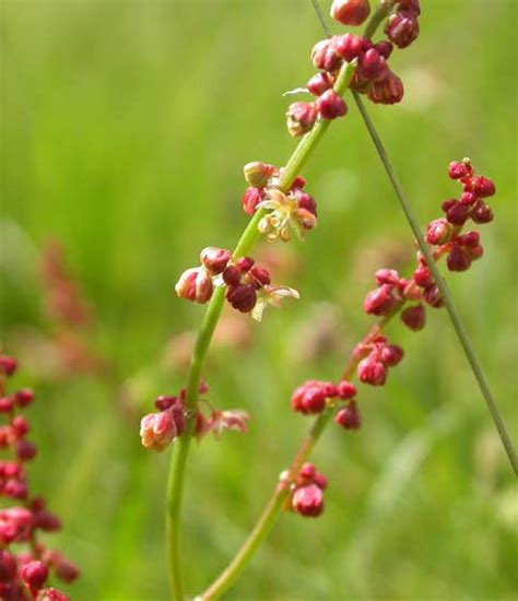 Sheep Sorrel The Novice Farmer
