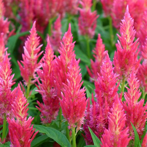 Aas Introducing Another Winning Celosia From The Flamma Series
