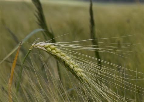 Barley Forage Feedipedia