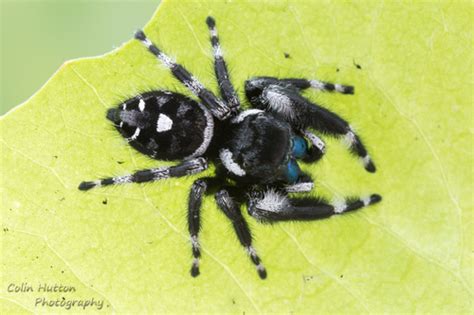 Black Spider With Blue Markings Bold Jumping Spider North American