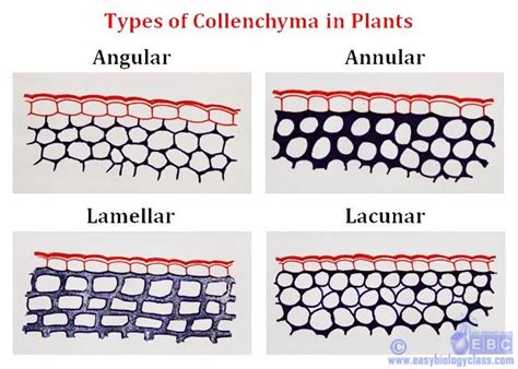 Types Of Collenchyma Easybiologyclass