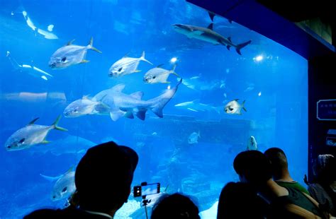 အားလပ်ရက်များအတွင်း ချင်းတောင်မြို့၌ ခရီးသွားဧည့်သည်များသည် ပင်လယ်ရေနေ သတ္တဝါများကို ပင်လယ်အောက