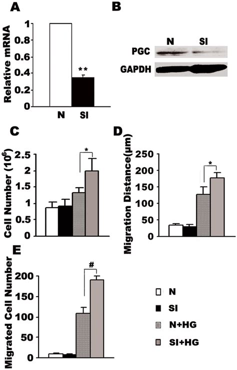 Vsmcs Transfected With Sirna Si Or The Negative Control N Were