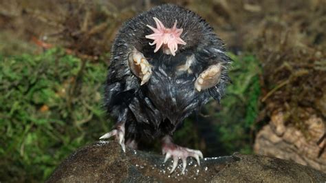 8 Things To Know About The Bizarre Life Of The Star Nosed Mole