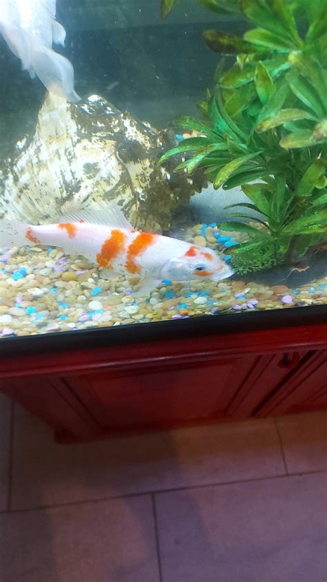 Amur Carp Cyprinus Rubrofuscus Picture Fish