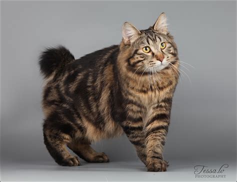 17 Best Images About Beautiful Kurilian Bobtail Cat Photography On