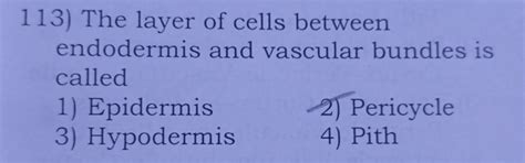 The Layer Of Cells Between Endodermis And Vascular Bundles Is Called 1