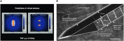 Frontiers Advancing The Interfacing Performances Of Chronically Implantable Neural Probes In
