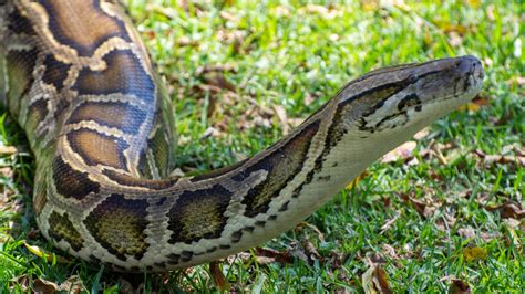 Florida Men Catch 18 Foot Burmese Python In The Everglades