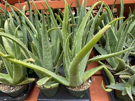 Aloe Vera Plant Male Vs Female At Christopher Doyle Blog