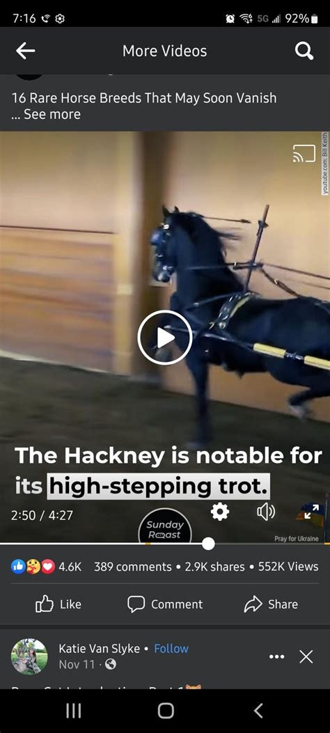 Can anyone tell me what the post looking object is on this horse's harness? I'm guessing it ...