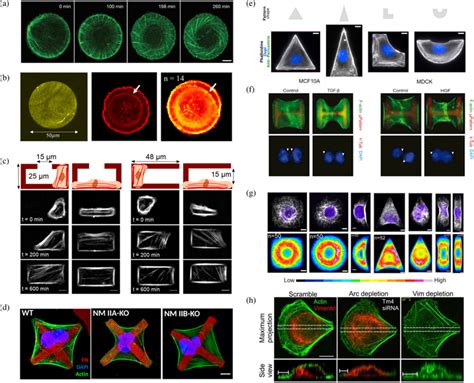 Micropatterning Regulates Cytoskeleton A Single Cell Actin Download Scientific Diagram