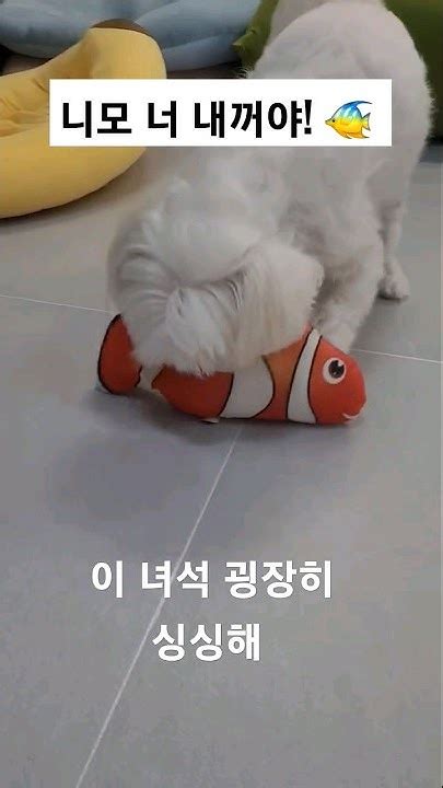 니모를 찾아서 🐟 🐠 🐡 강아지브이로그 말티즈 다견가정 귀여운강아지 Youtube