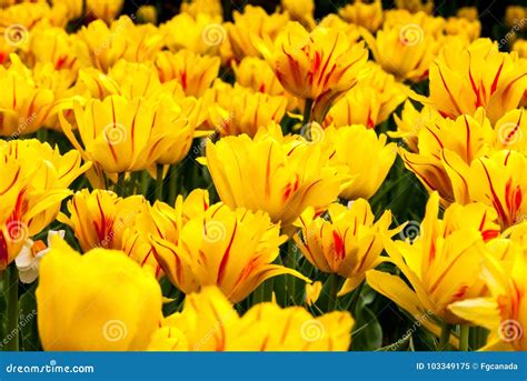Tulipanes Amarillos Hermosos Brillantes Con Las Rayas Rojas Imagen De