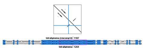 An Interesting Palindromic Sequence From A Ciliate Protozoa Khang Lab