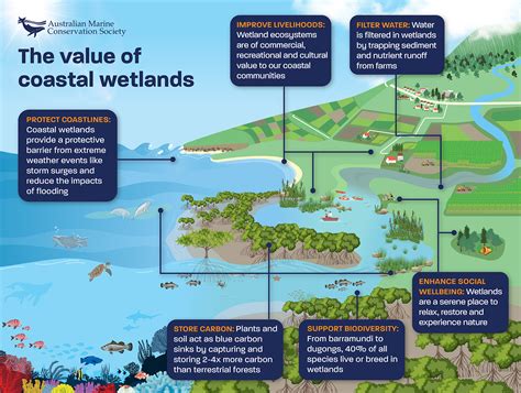 Wetland Marine Life