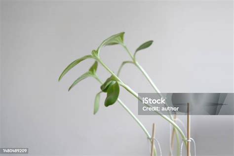 Kecambah Bunga Matahari Kecil Biji Bunga Matahari Yang Baru Tumbuh Foto