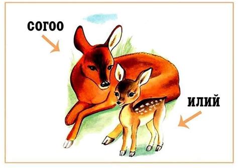 Амьтны үр төл хэрхэн нэрлэдэг Korea Dahi Mongol Eejuud