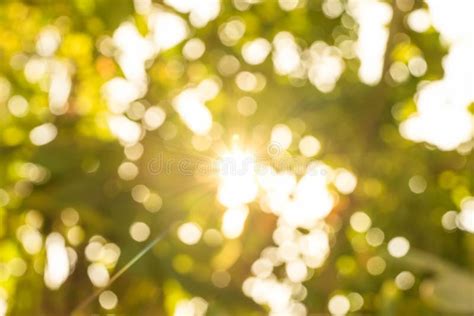 Abstract Light Pass From Leaf Of Tree Stock Image Image Of Bright Landscape 77635125