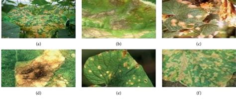 Figure 1 From Blended Features Classification Of Leaf Based Cucumber Disease Using Image