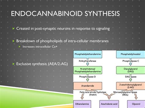 Exercise And The Endocannabinoid System Ppt Download