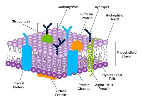 Cell Membrane Transmembrane Proteins